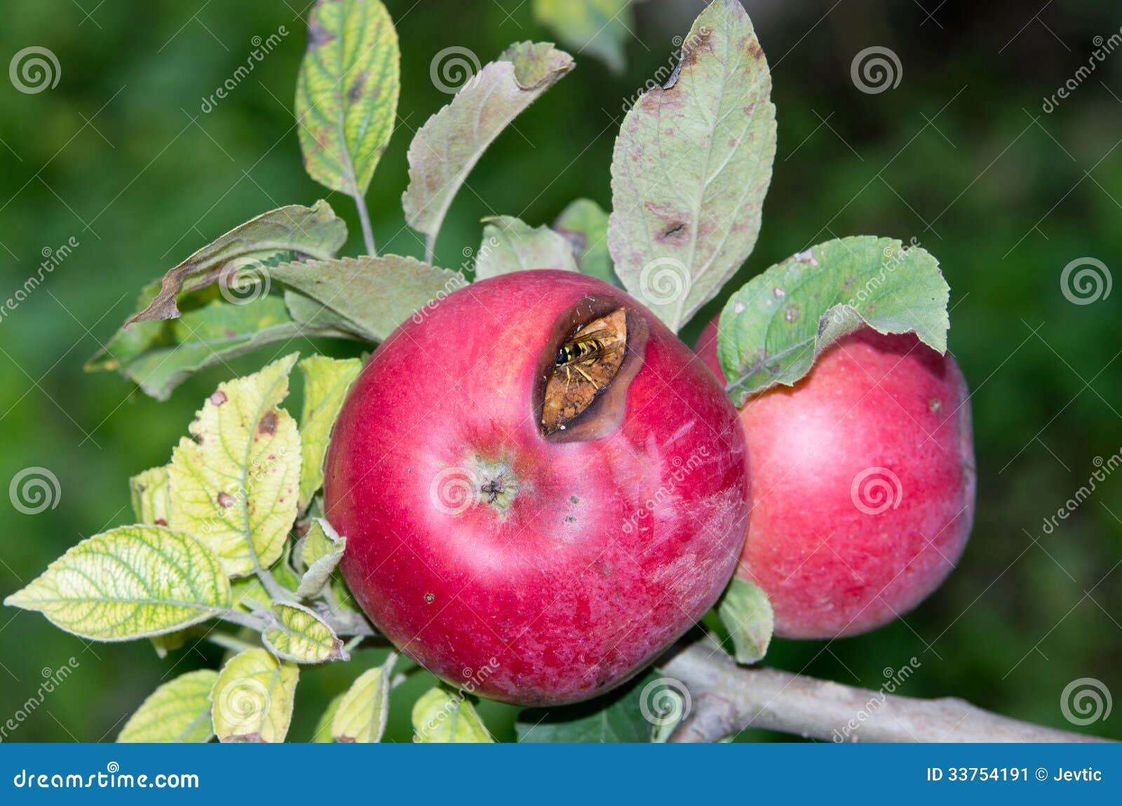 Apple with bee stock image. Image of orchard, harvest - 33754191