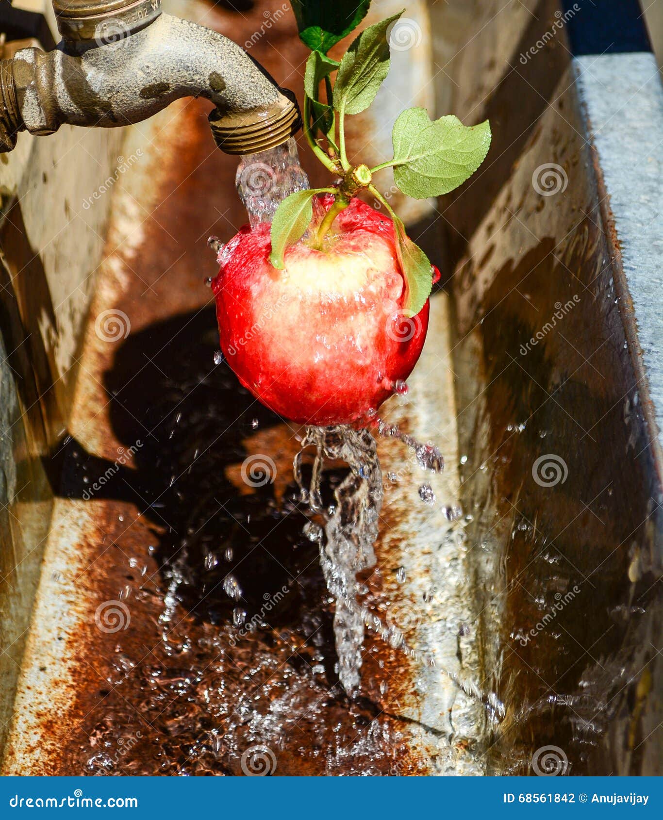 Apple Being Washed stock photo. Image of bubble, farming - 68561842