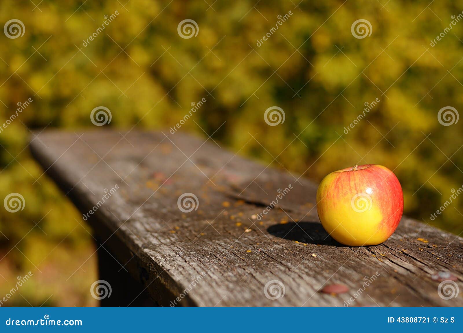 Apple on the Bench, on an Autumn Day Stock Image - Image of color, fall ...
