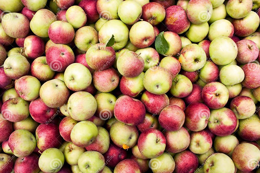 Apple bin stock photo. Image of healthy, nature, green - 14689762