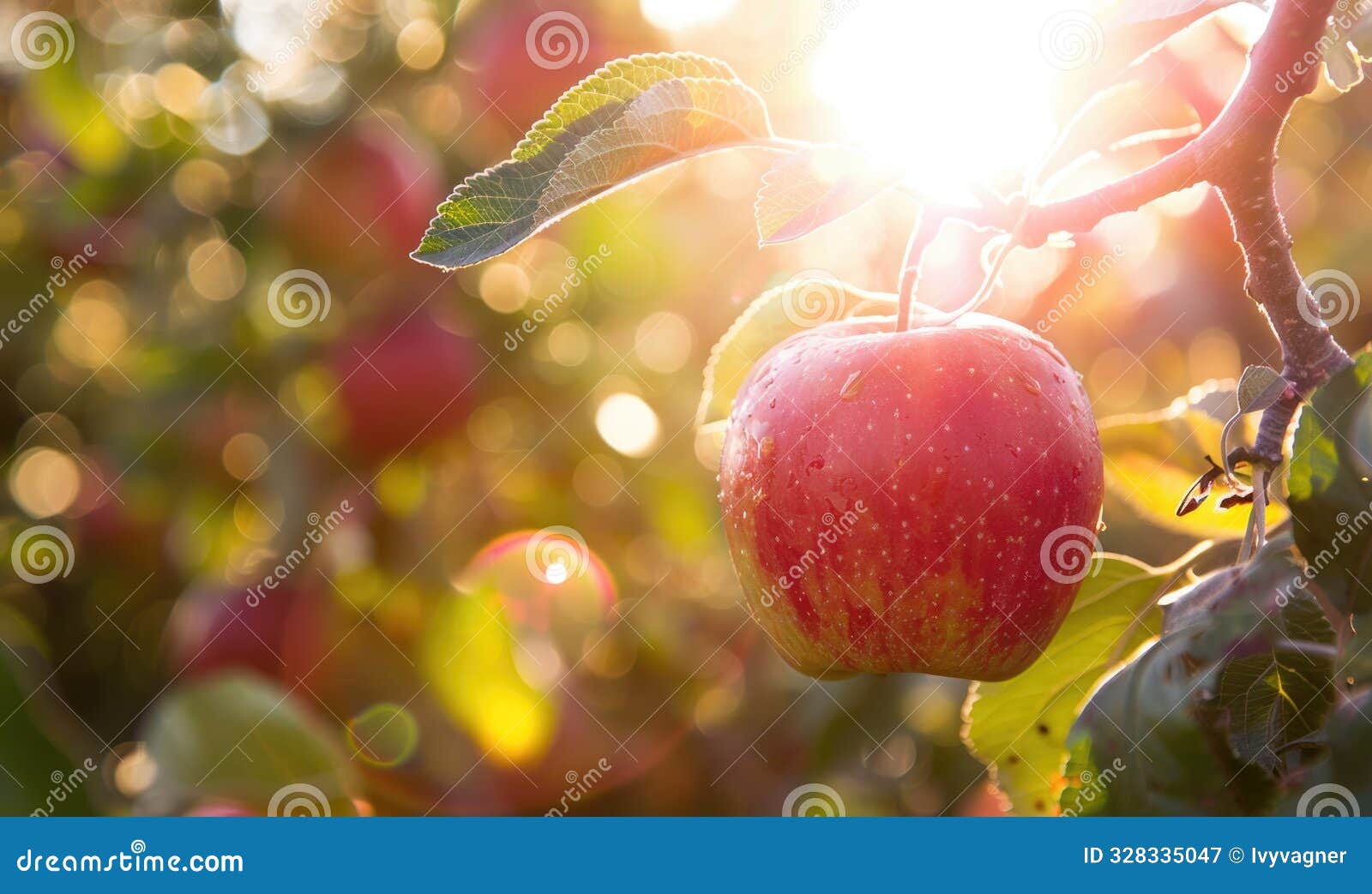 Apple with a Bit of Sunlight Creating a Lens Flare Stock Image - Image ...