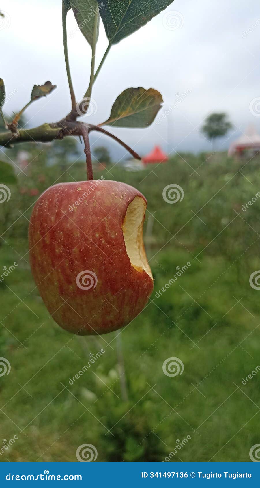Apple bite stock photo. Image of food, apple, plant - 341497136