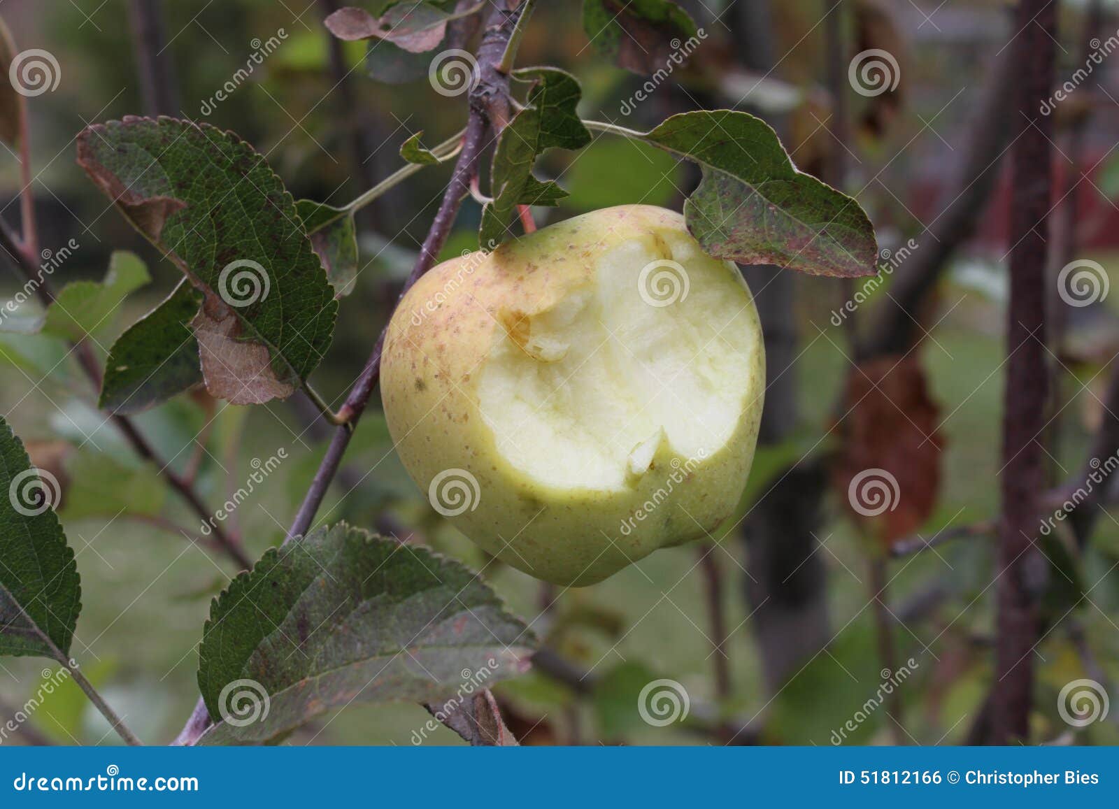 Apple bitten stock photo. Image of tree, grey, sweet - 51812166