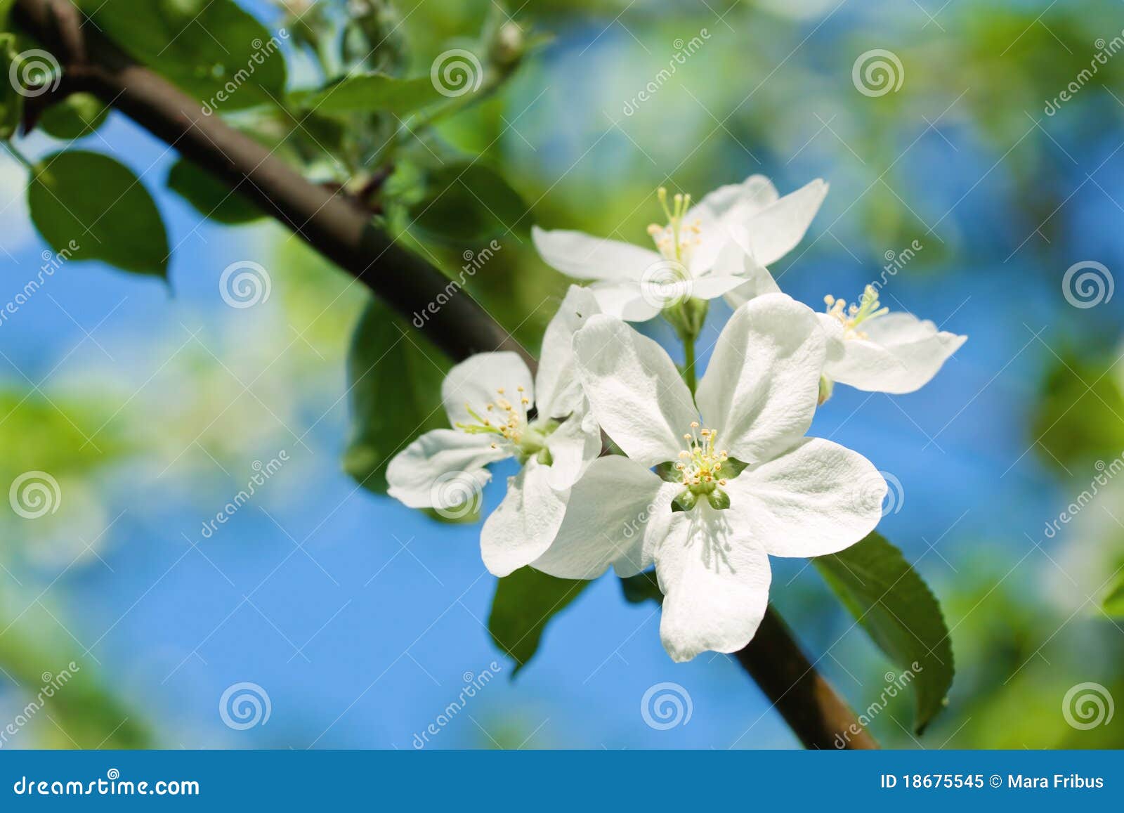 Apple in bloom stock image. Image of petal, close, tranquil - 18675545