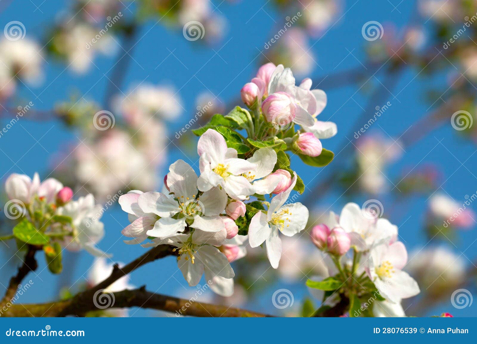 Apple bloom stock image. Image of beauty, leaf, spring - 28076539