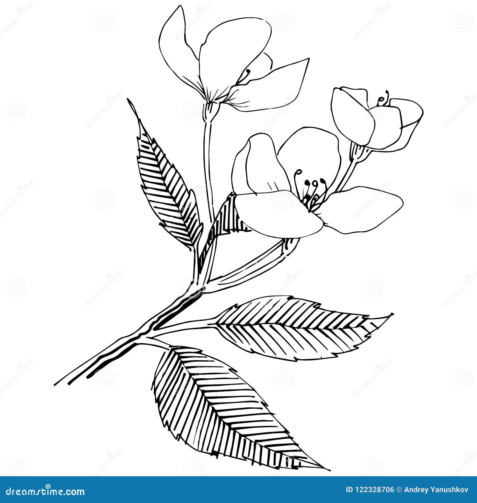 Apple Bloom in a Vector Style Isolated. Stock Vector - Illustration of ...