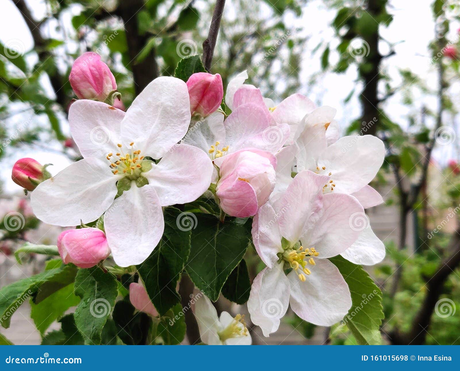 Apple blooms stock photo. Image of fresh, abloom, flowering - 161015698