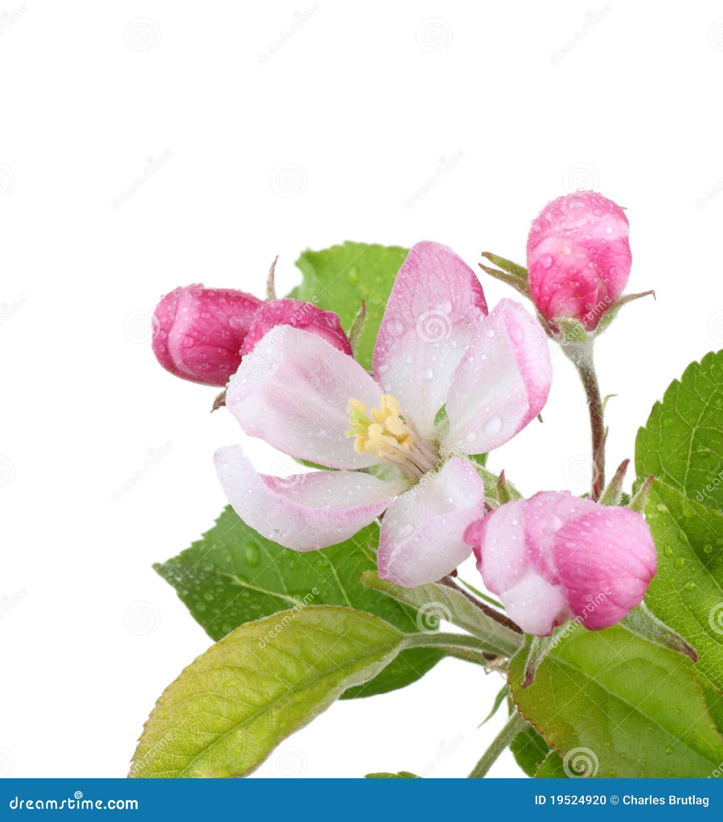 Apple Blossom stock photo. Image of drops, apple, colorful - 19524920