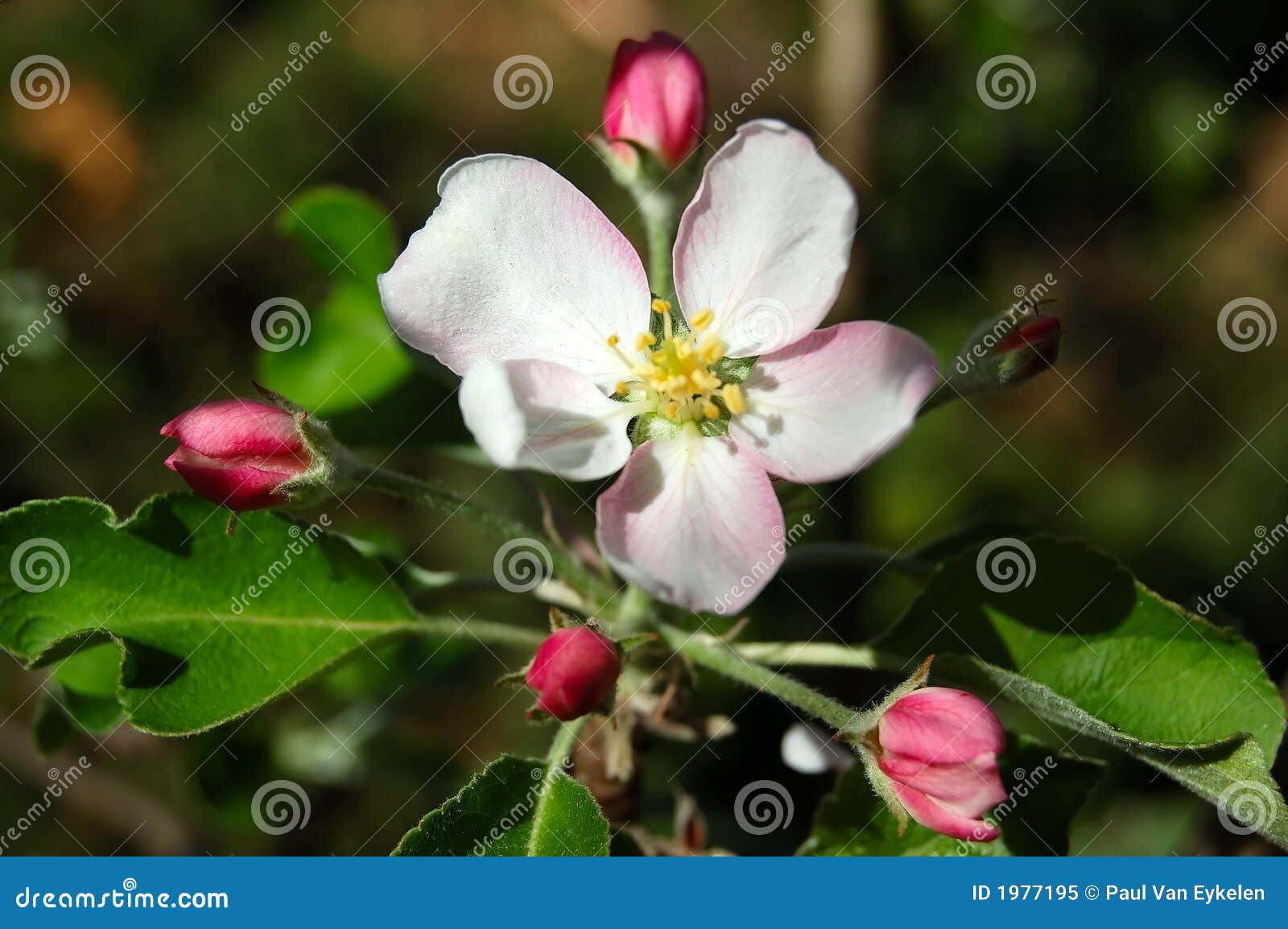 Apple blossom stock image. Image of limb, apple, pollinate - 1977195