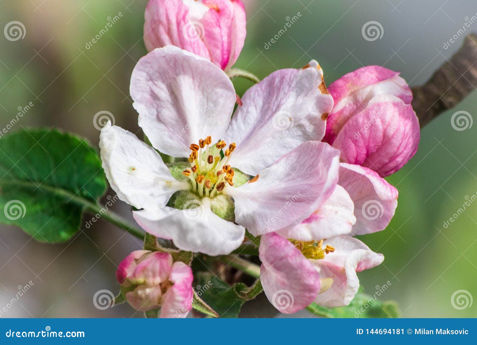 Apple Blossom on Apple Tree Stock Image - Image of flower, closeup ...