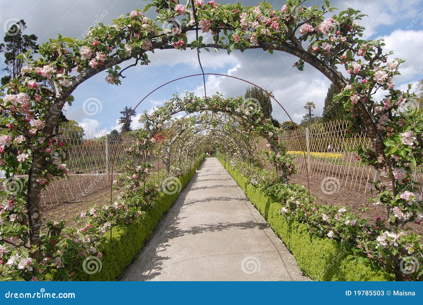 Apple blossom archway stock image. Image of natural, gardening - 19785503