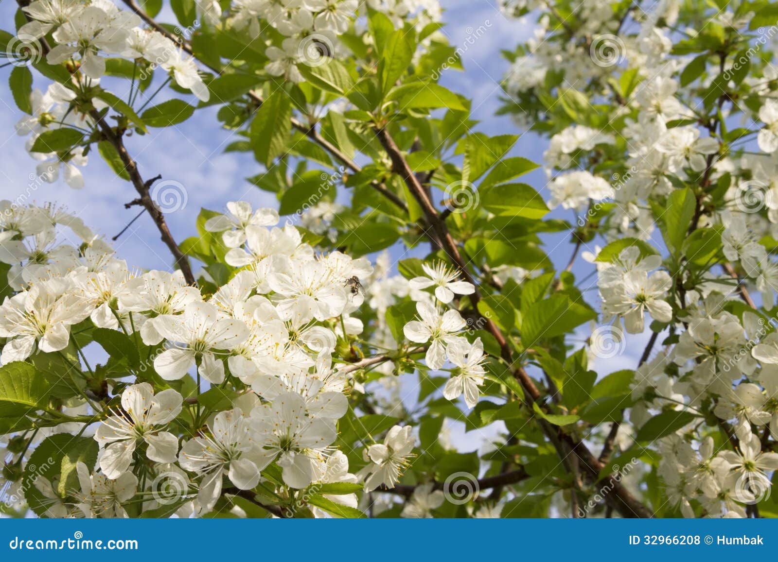 Apple blossom background stock photo. Image of focus - 32966208