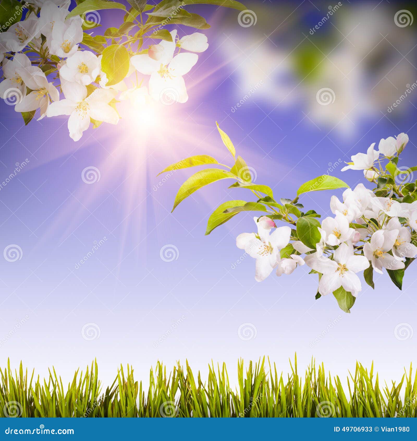 Apple blossom background_1 stock image. Image of fresh - 49706933