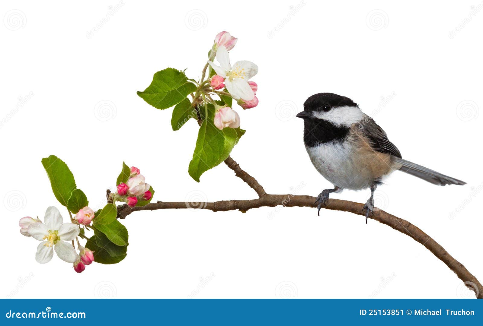 Apple Blossom Chickadee stock image. Image of perched - 25153851