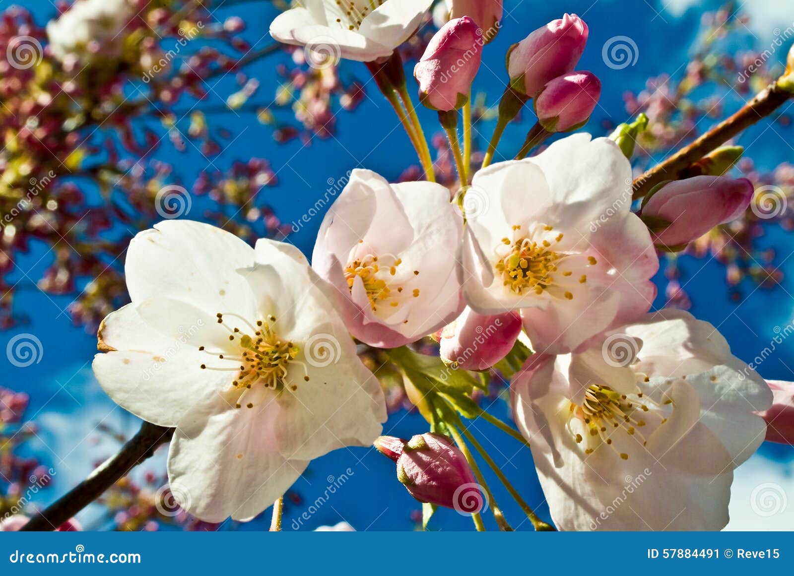 Apple Blossom Flower stock image. Image of blue, branch - 57884491