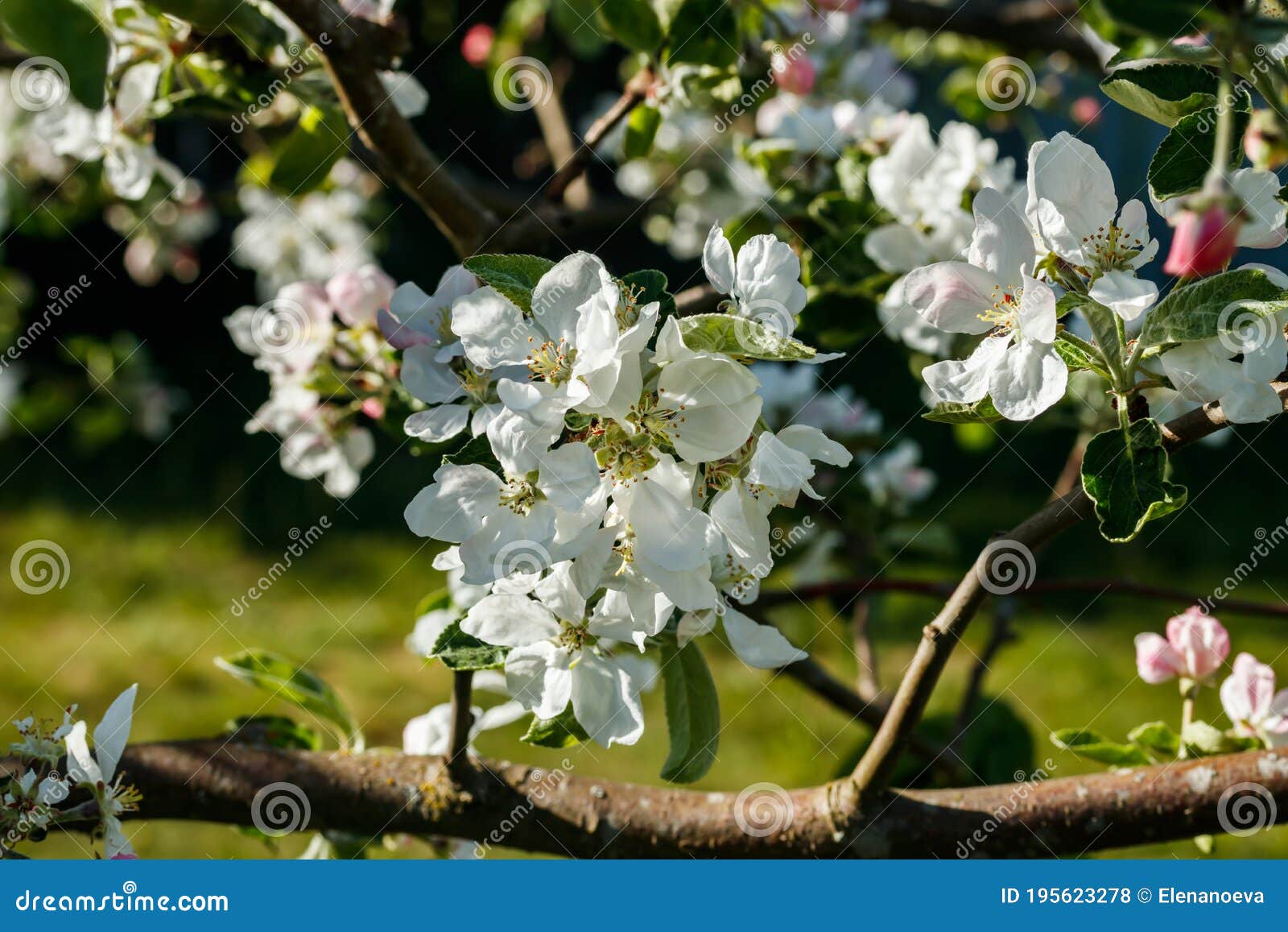 Apple Blossom in the Garden on Spring Stock Photo - Image of green ...