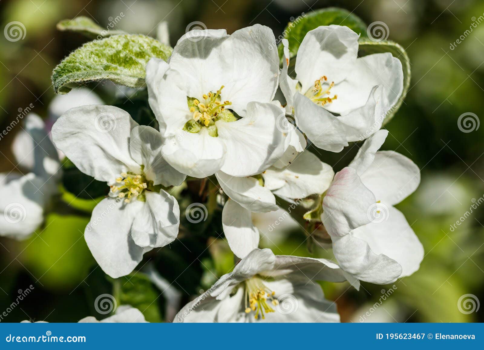 Apple Blossom in the Garden on Spring Stock Image - Image of botanical ...