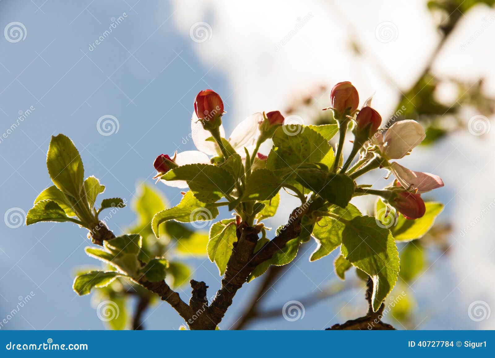 Apple Blossom stock photo. Image of gardening, branch - 40727784