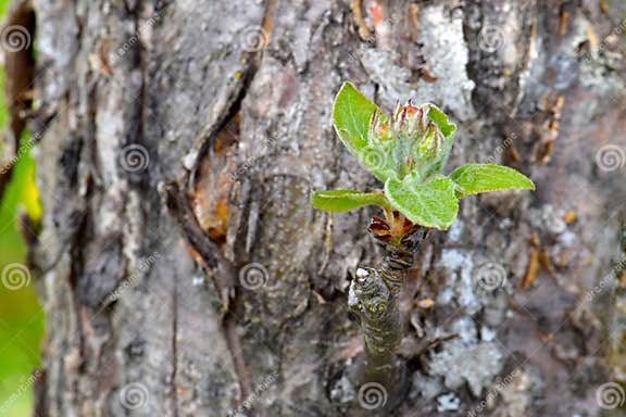 Green Apple Tree Leaf Sprout 01 Stock Photo - Image of grows, sprout ...