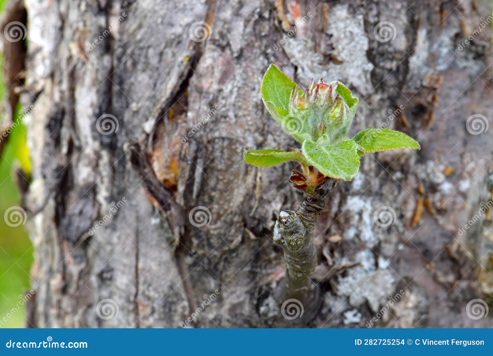 Green Apple Tree Leaf Sprout 02 Stock Photo - Image of trunk, fruit ...