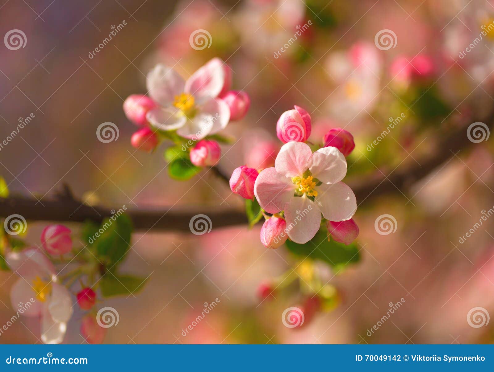 Apple blossom in sun rays. stock photo. Image of bright - 70049142