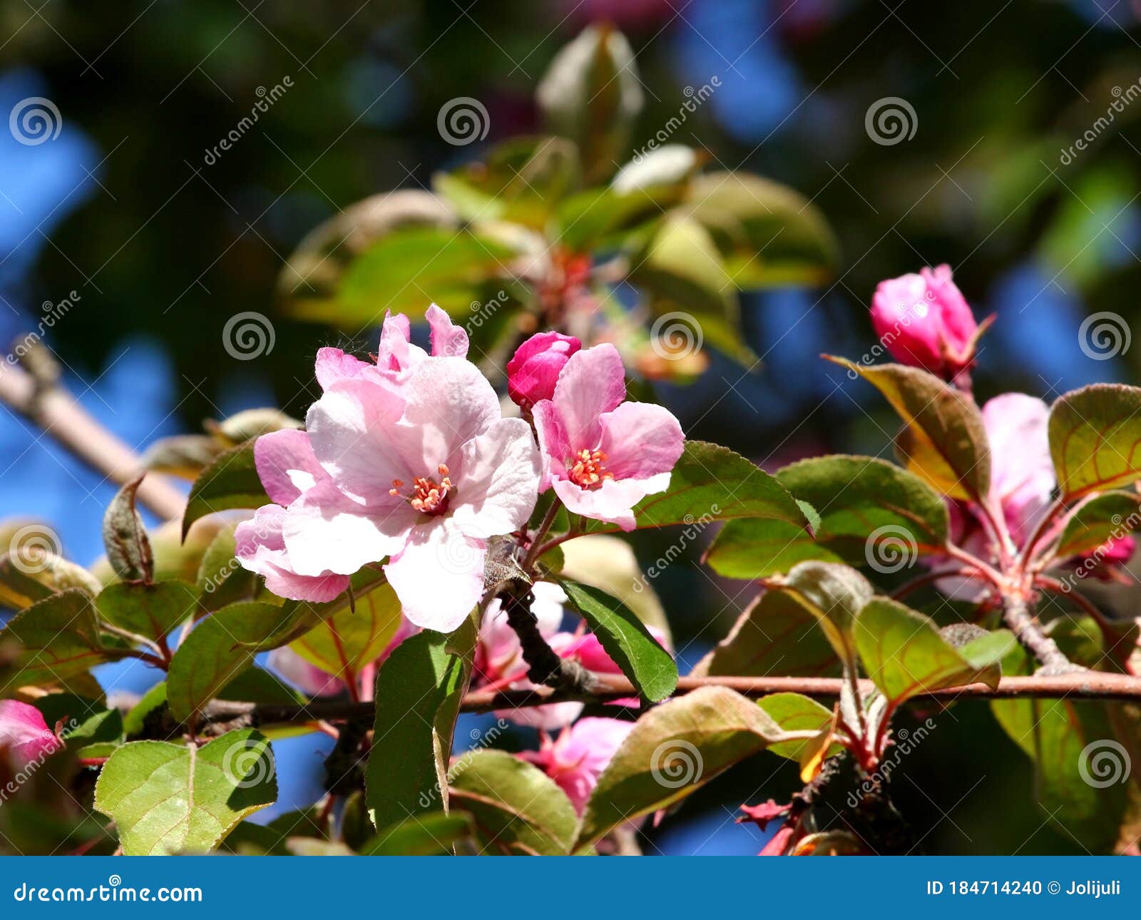 Apple blossom stock photo. Image of pink, bloom, white - 184714240