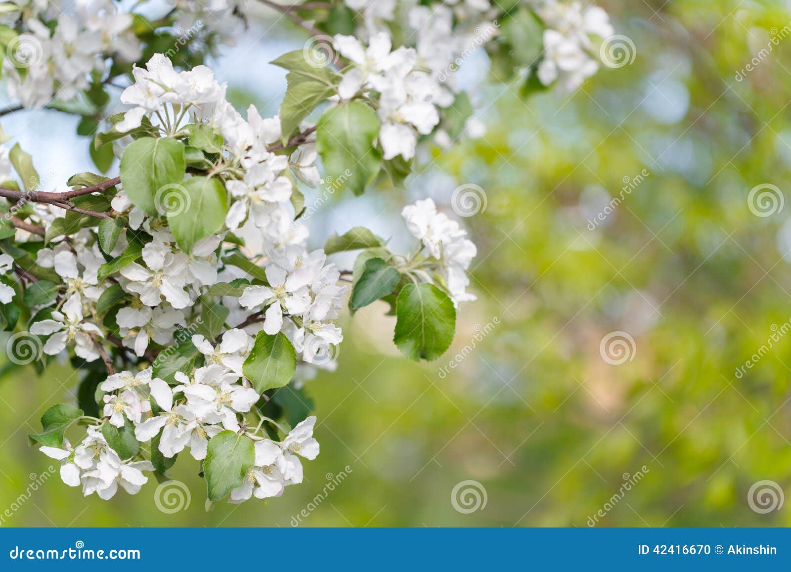 Apple blossoms stock photo. Image of green, botany, abstract - 42416670