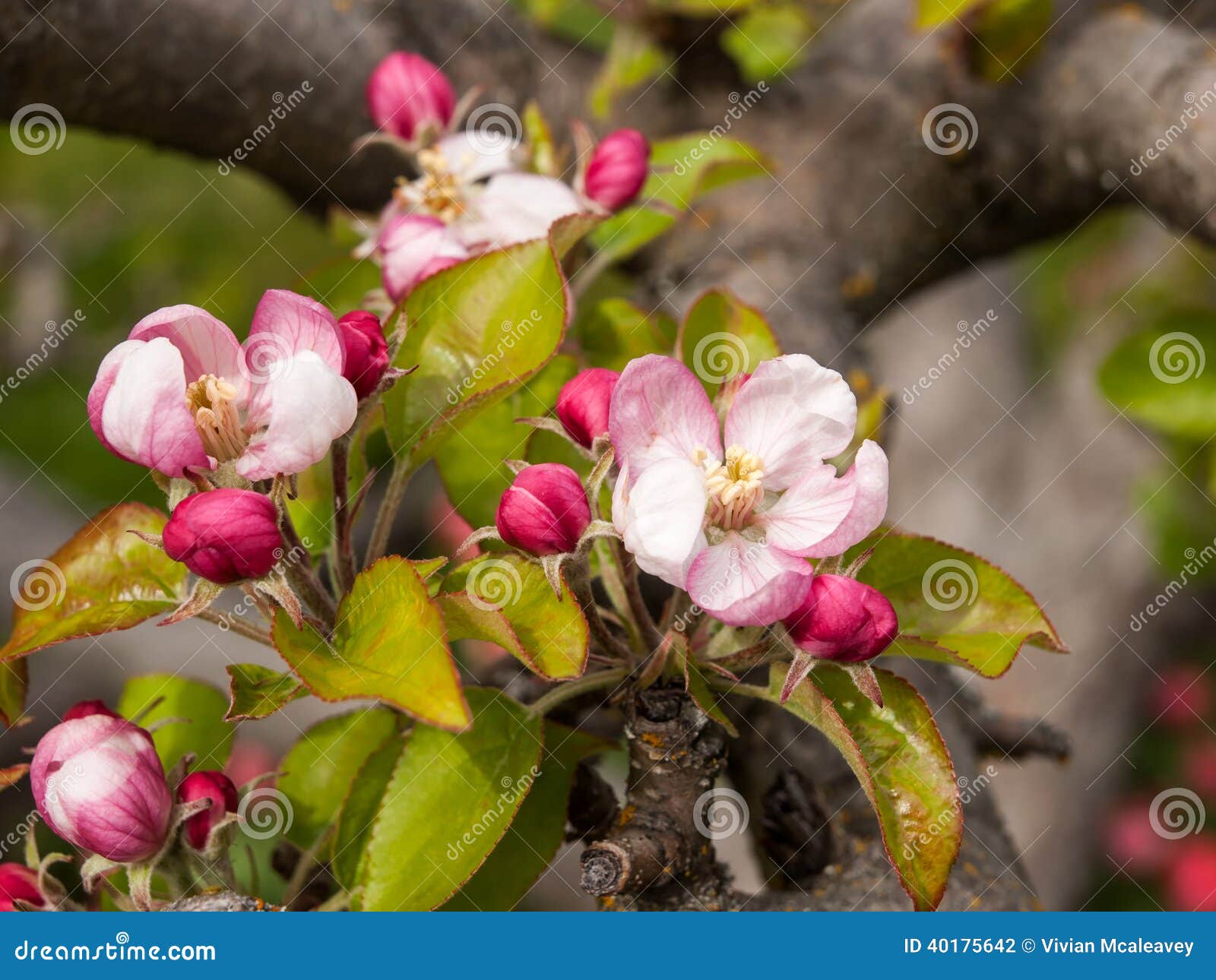 Apple Blossoms on Ancient Tree Stock Photo - Image of pink, blossom ...