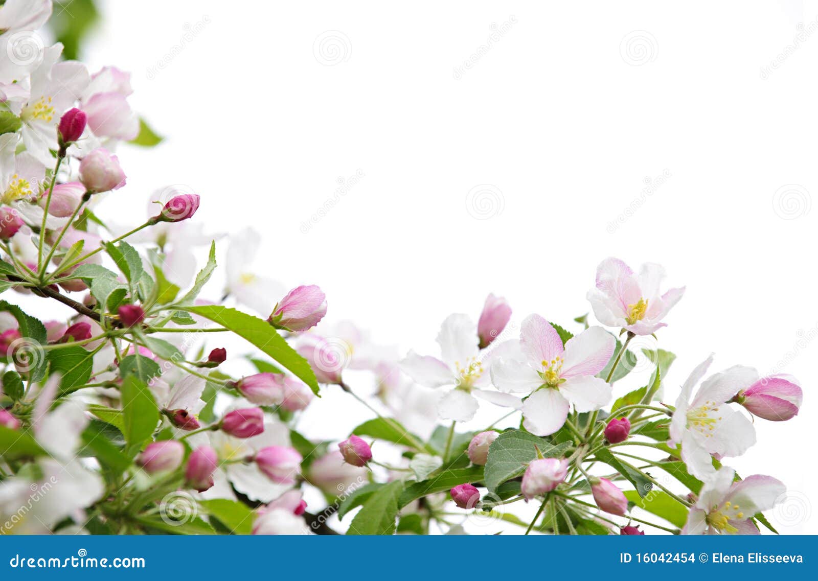 Apple blossoms background stock photo. Image of apple - 16042454
