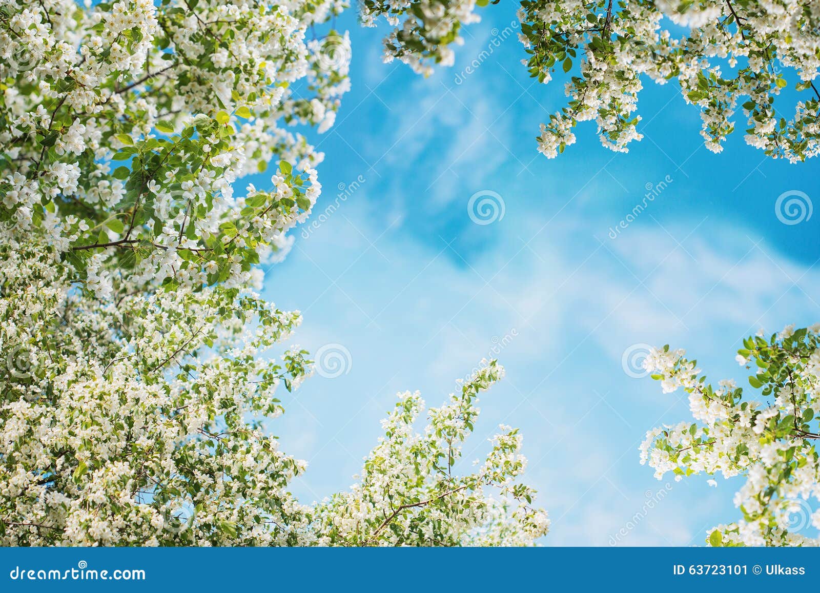 Apple Blossoms on Blue Sky. Spring Flowers Background with Bokeh Stock ...