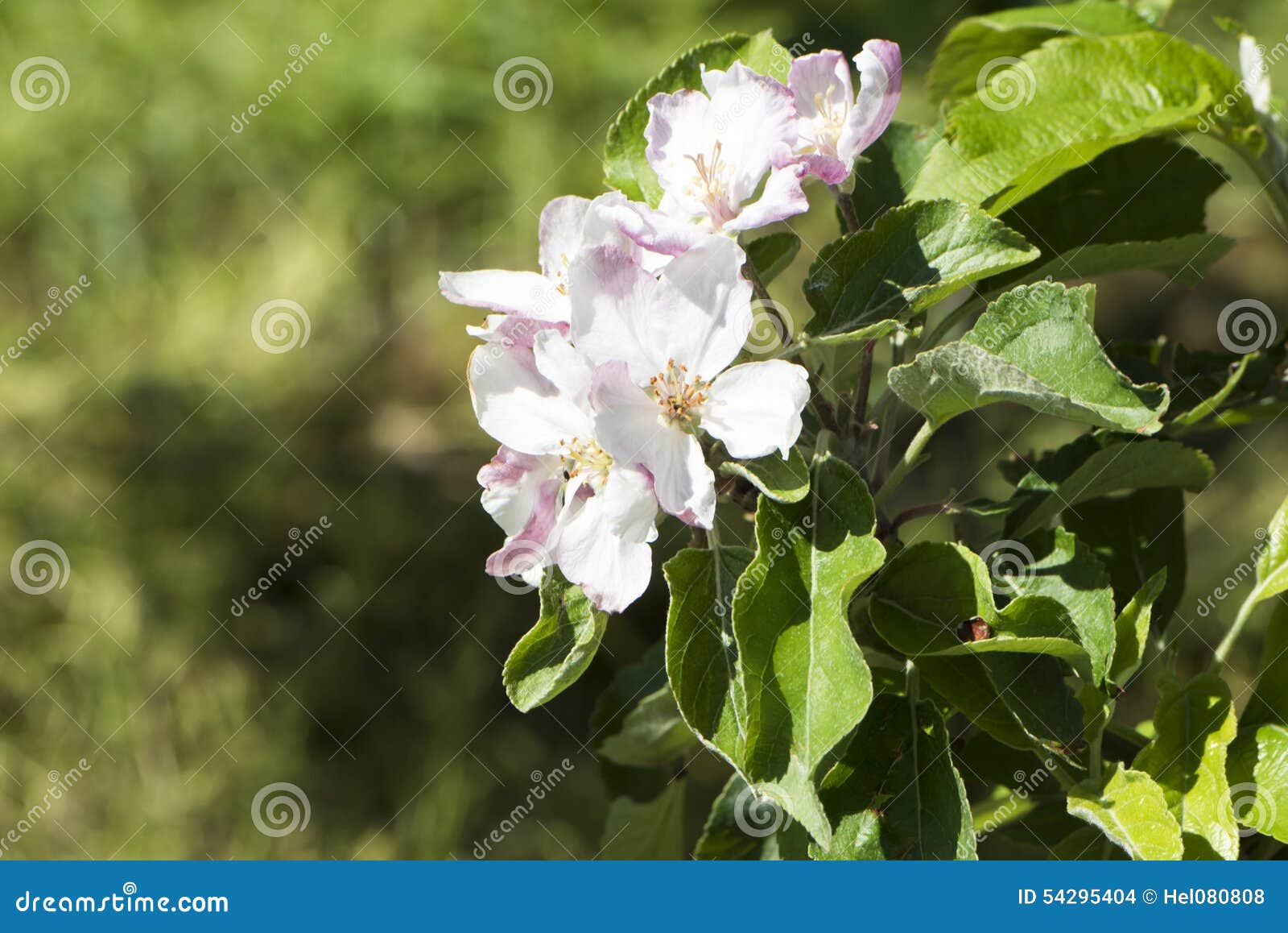 Apple blossoms stock photo. Image of petals, bloom, apple - 54295404