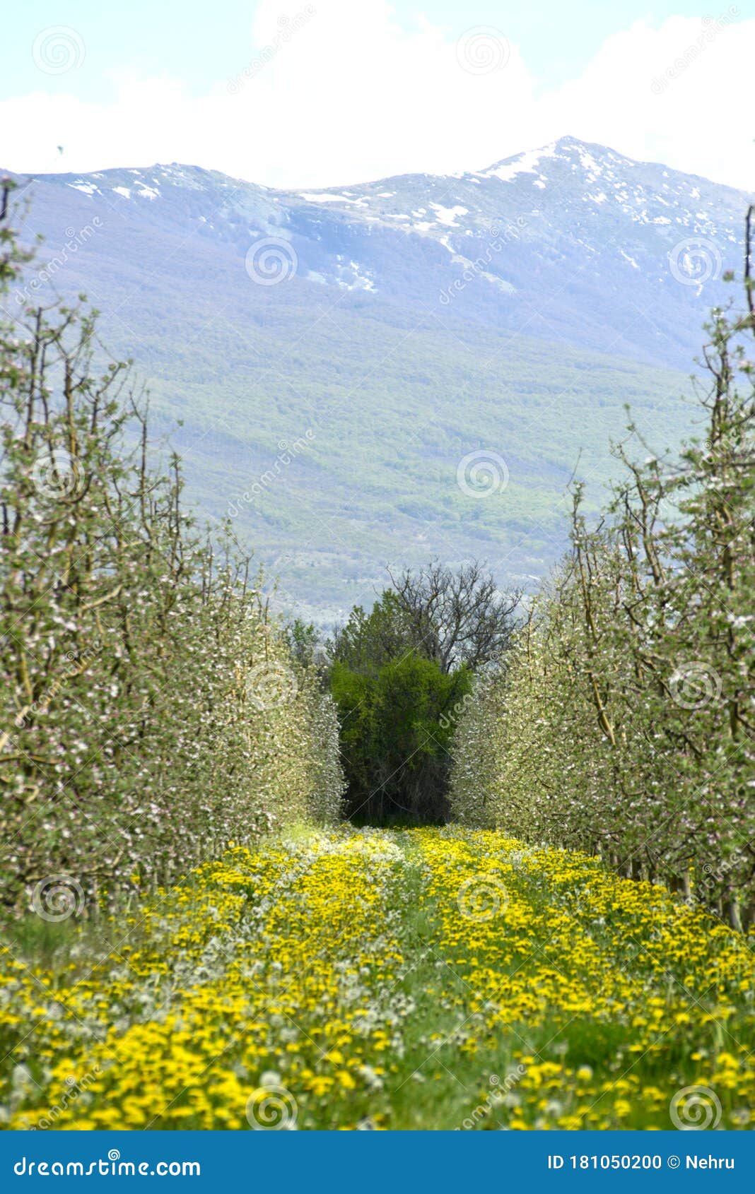 Apple Blossoms in an Orchard, Spring Concept Stock Photo - Image of ...