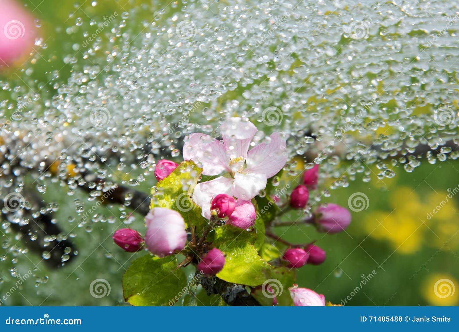 Apple blossoms and rain. stock photo. Image of agriculture - 71405488