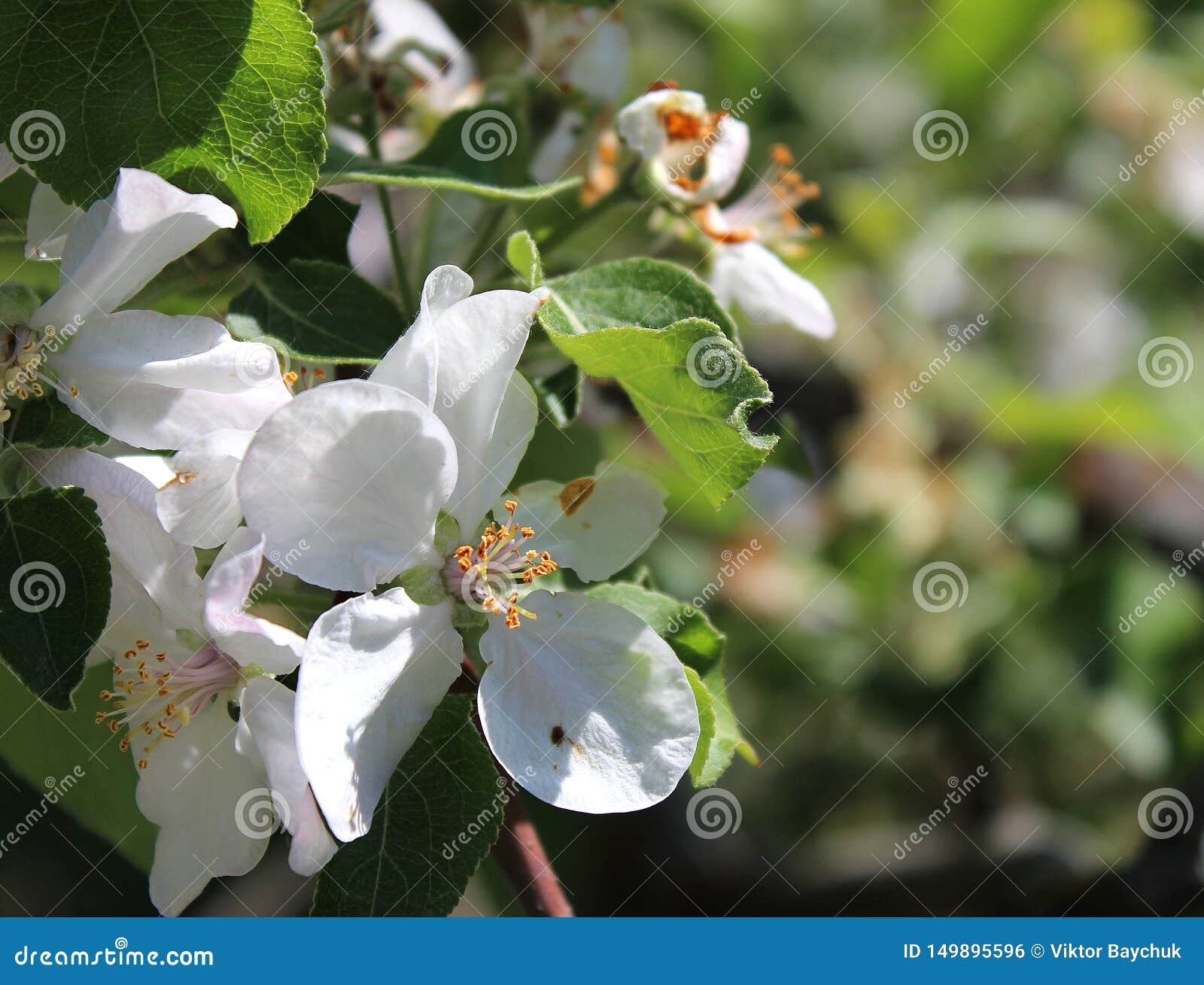 Apple blossoms stock photo. Image of beauty, blooming - 149895596