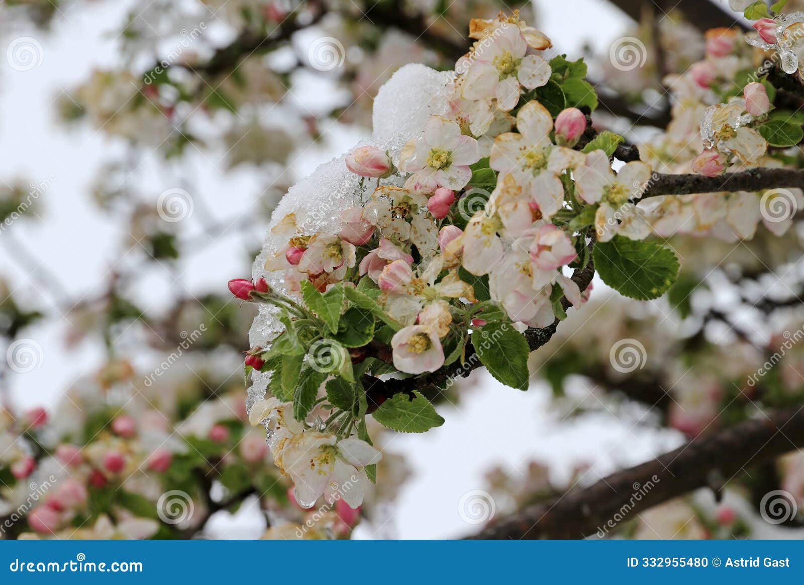 Apple Blossoms with Snow and Ice. Cold Weather in Spring Causes Fruit ...