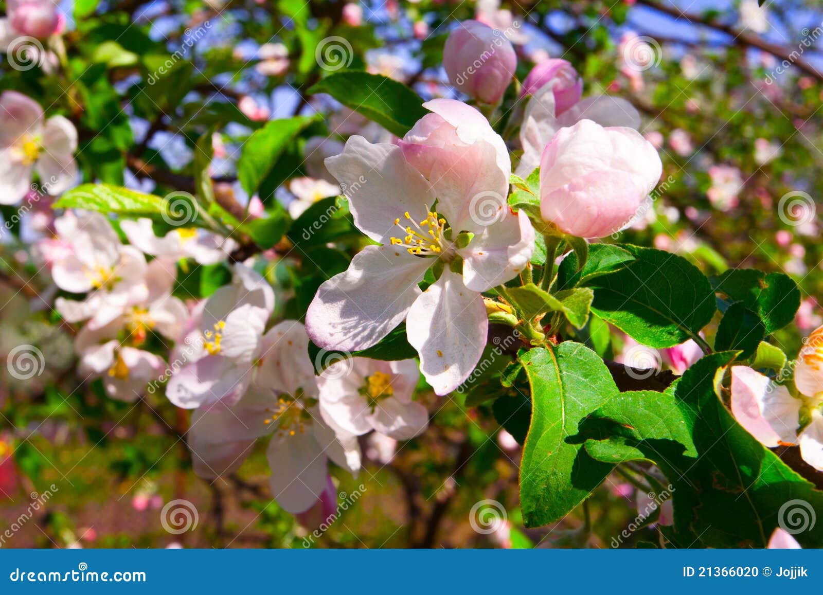 Apple blossoms in spring stock photo. Image of color - 21366020