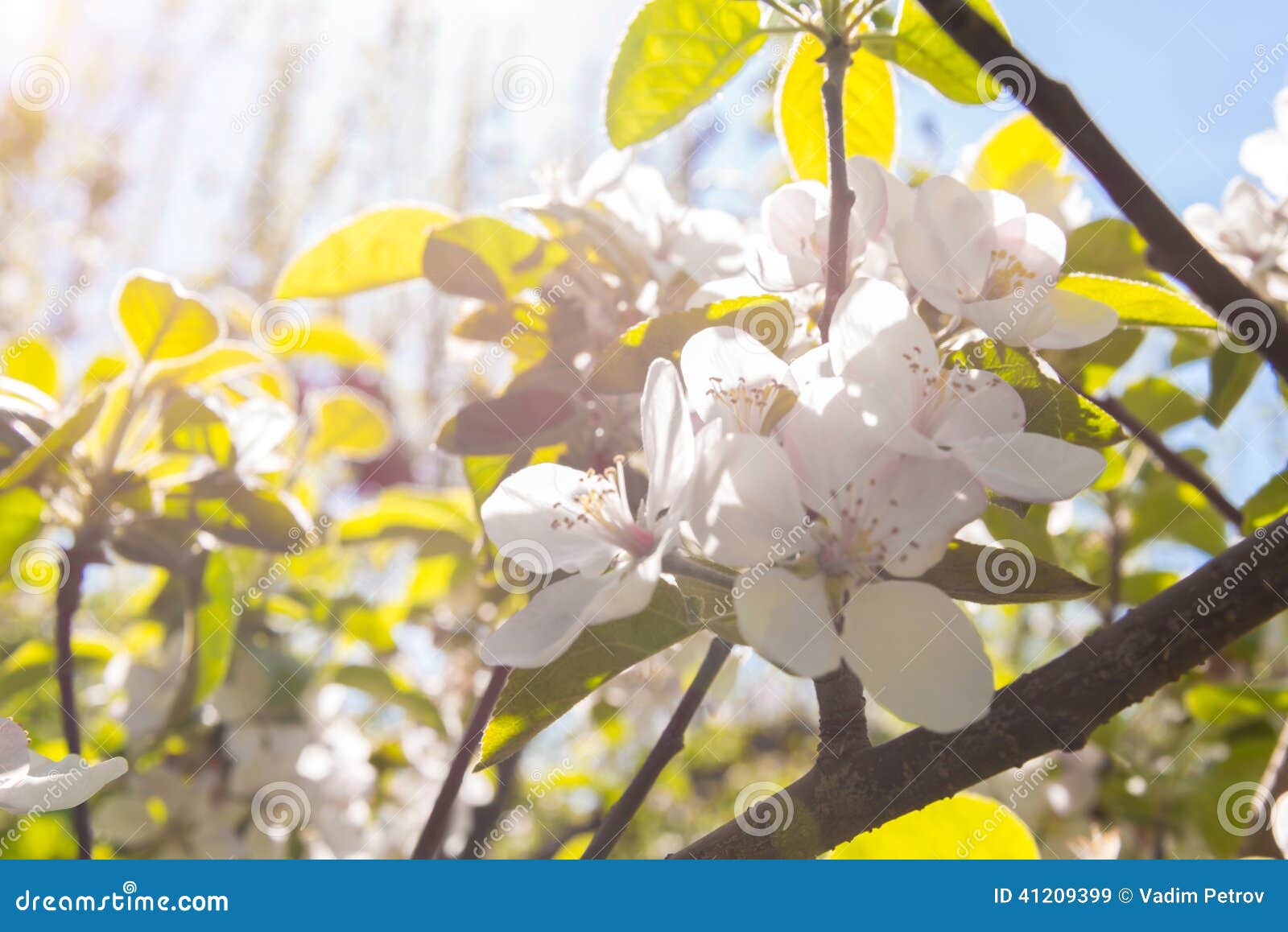 Apple Blossoms in Spring stock image. Image of floral - 41209399