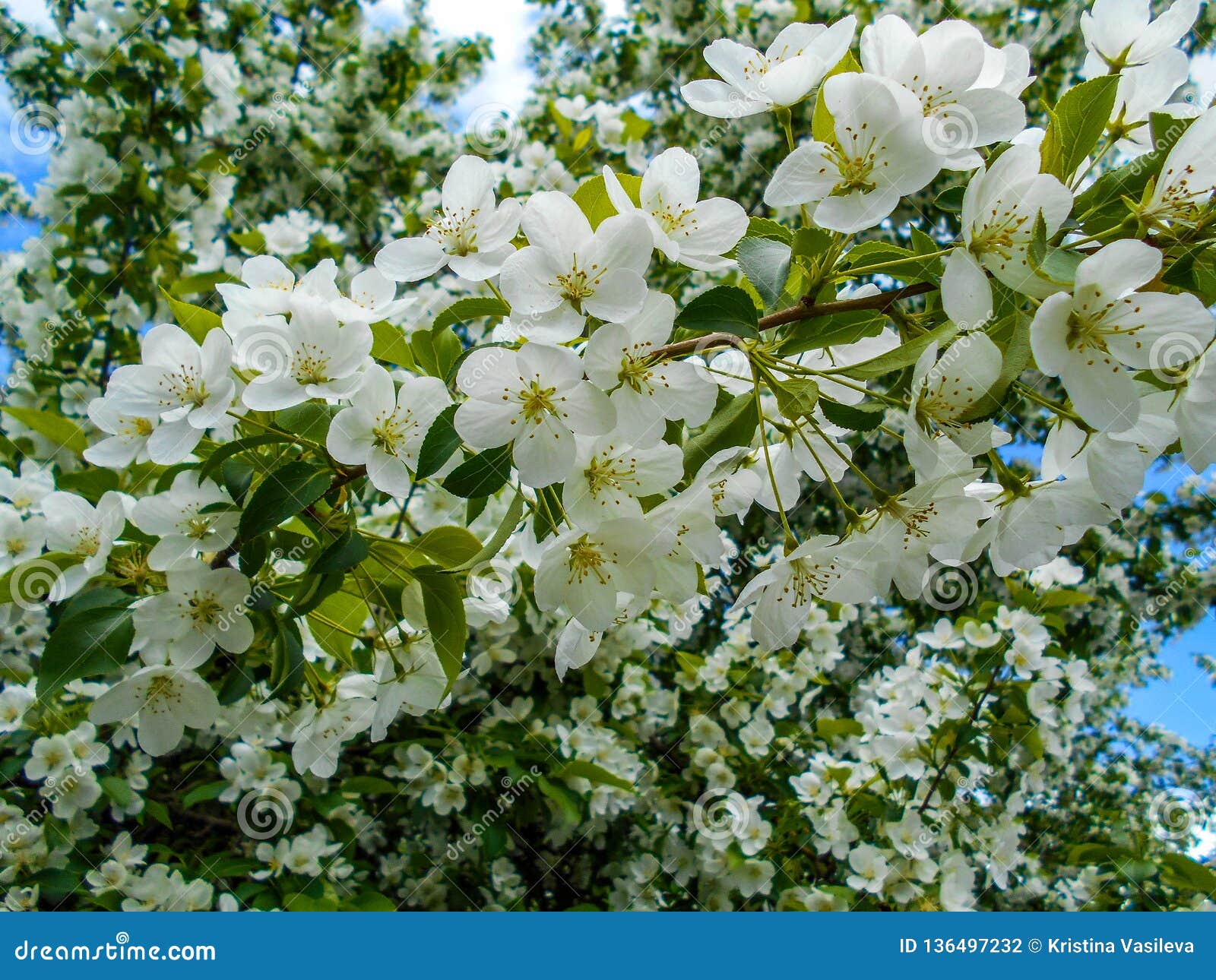 Apple Blossoms in Spring. Branches of Blossoming Tree Stock Photo ...