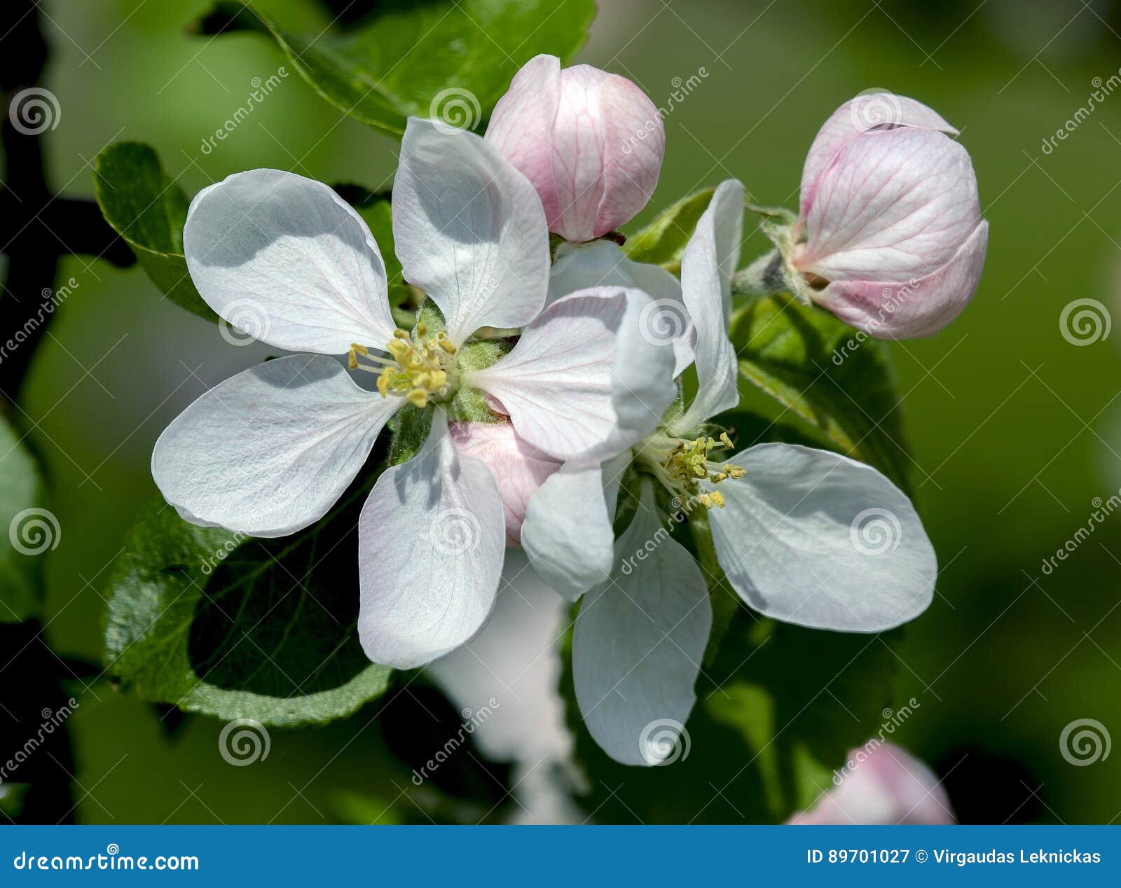 The apple blossoms. stock image. Image of flower, floral - 89701027
