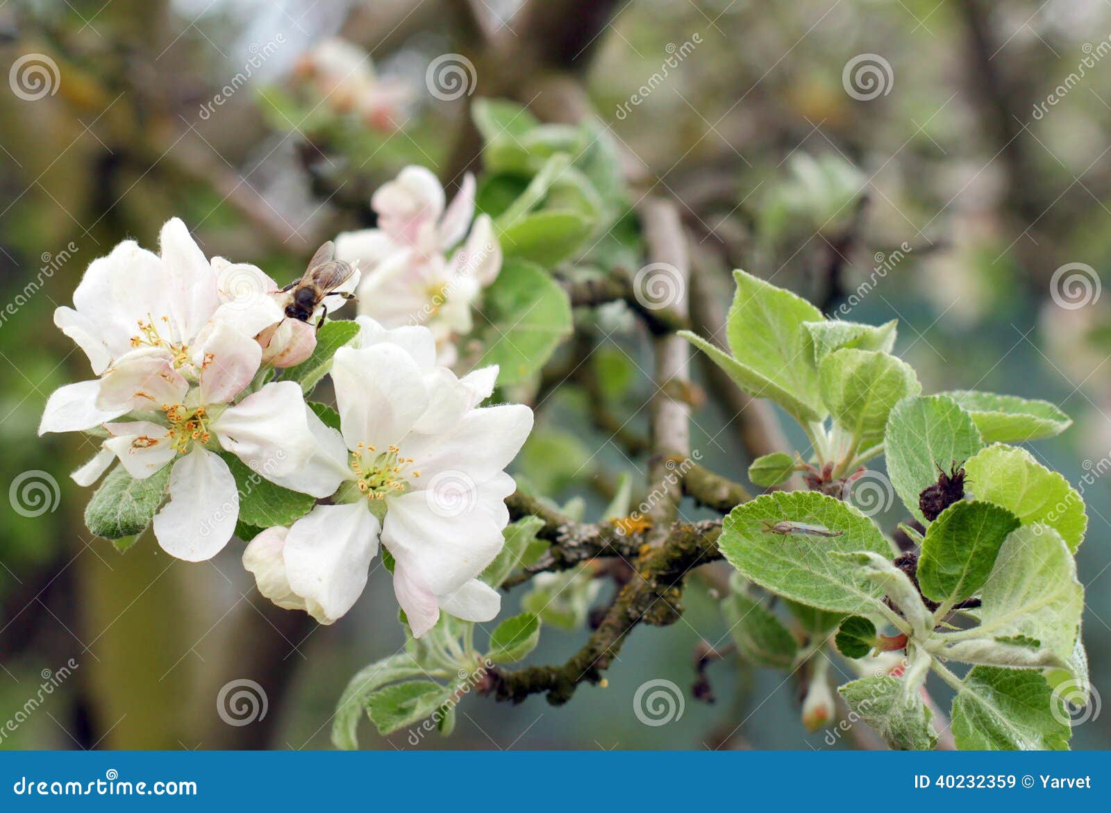 Apple blossoms in spring stock image. Image of botany - 40232359