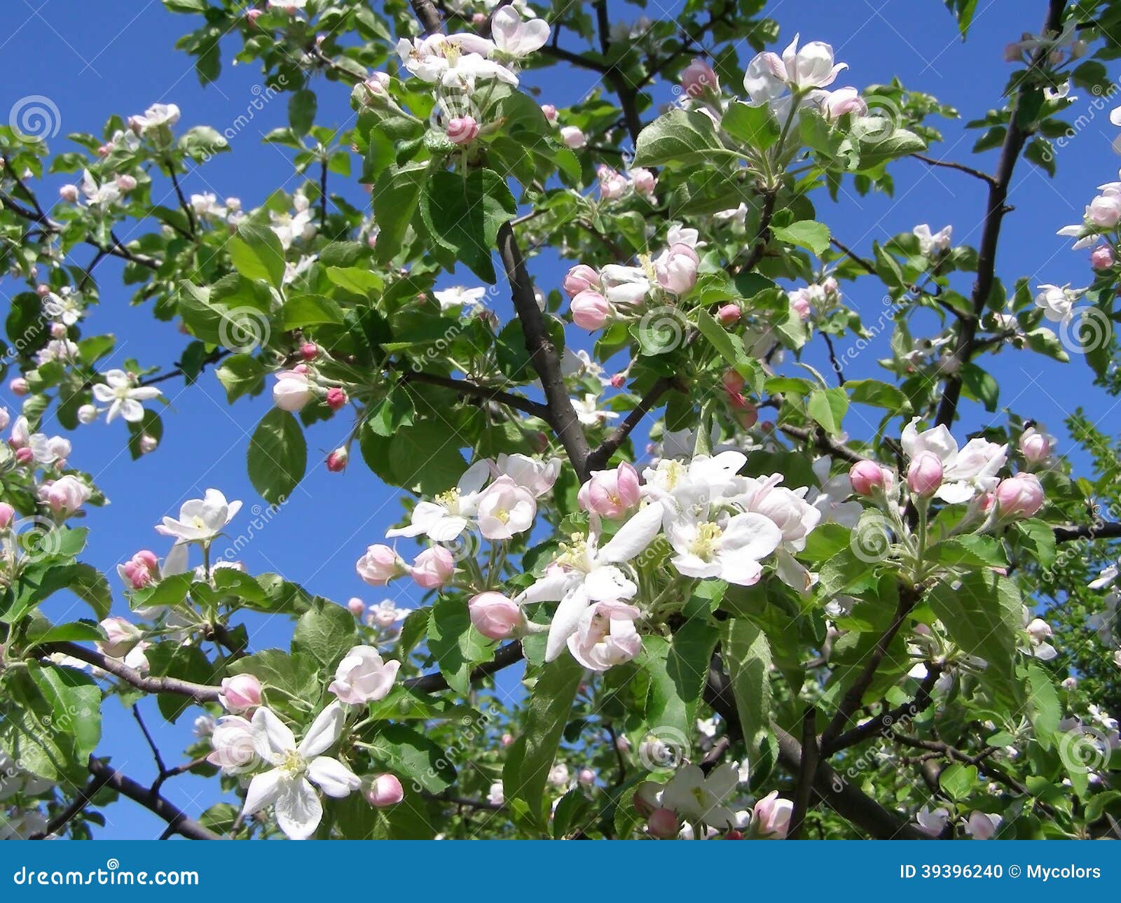 Apple Blossoms in the Spring Garden Stock Photo - Image of spring ...