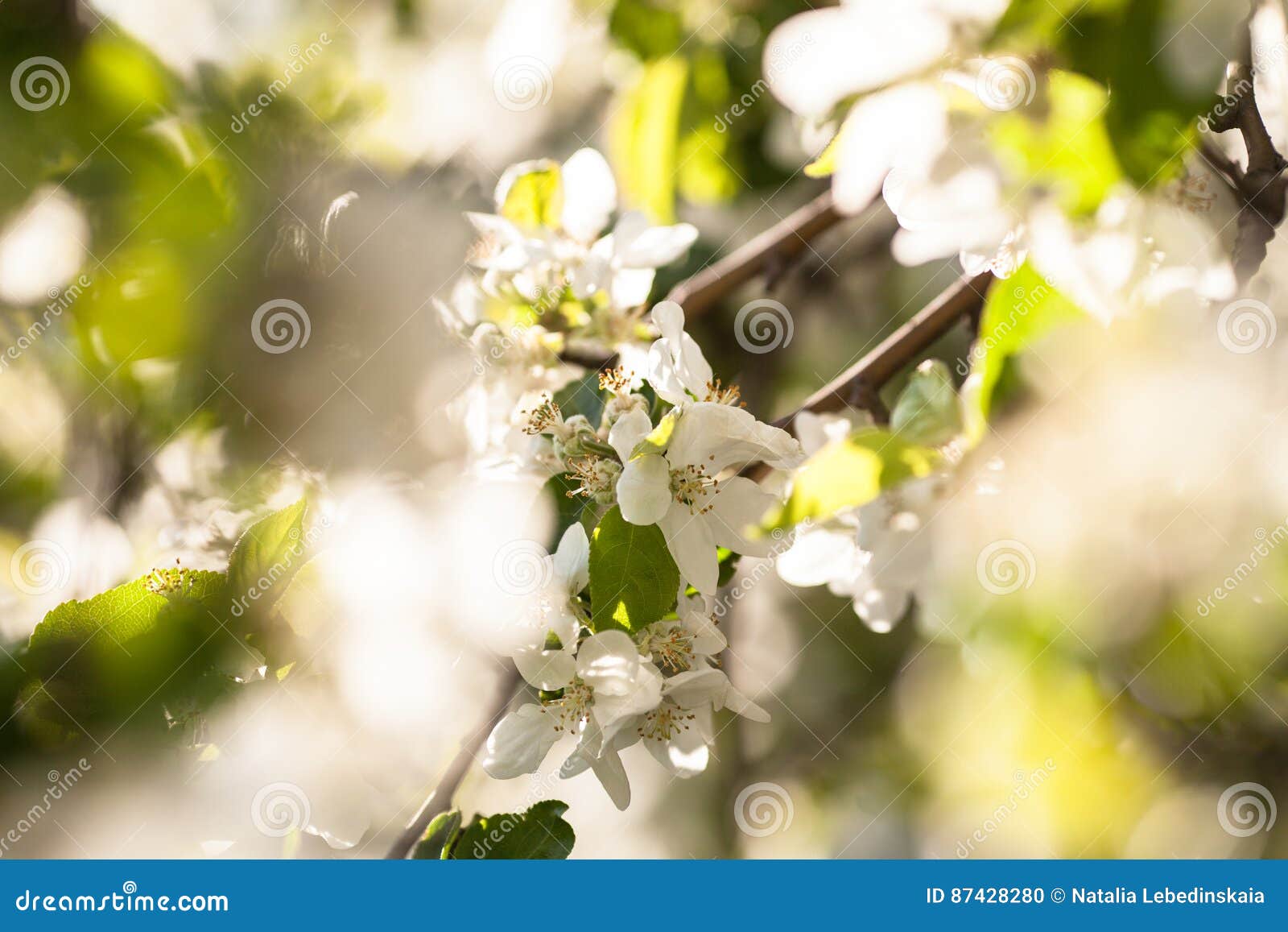 Apple Blossoms, Spring and Nature Concept Stock Photo - Image of flower ...