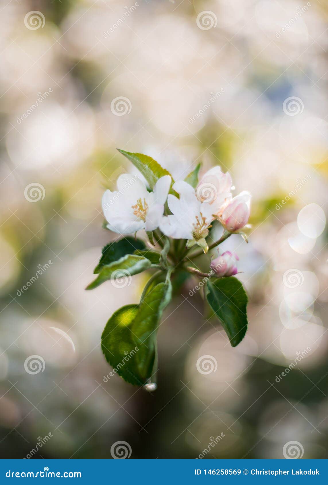 Apple Blossoms in Spring stock image. Image of month - 146258569