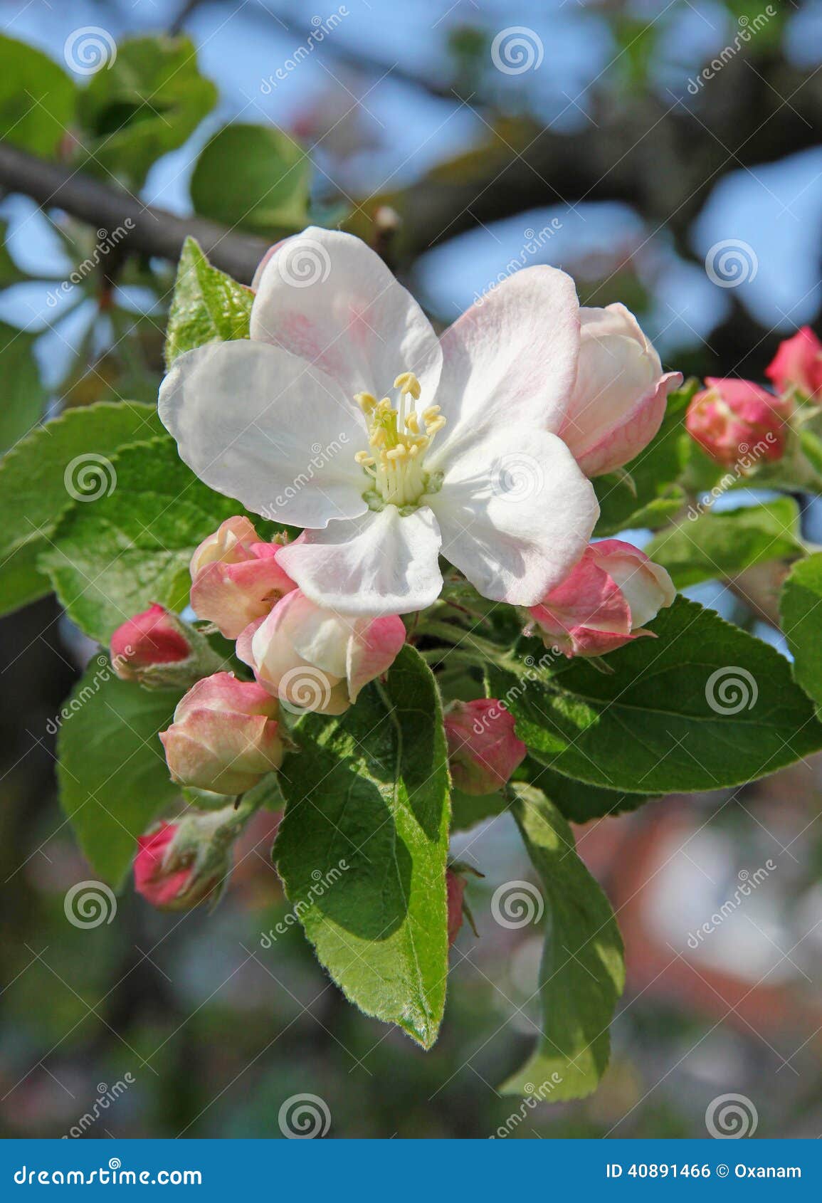 Apple blossoms in spring stock photo. Image of apple - 40891466