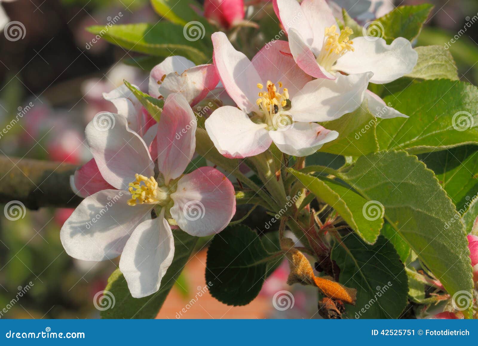 Apple blossoms stock image. Image of growth, beauty, background - 42525751