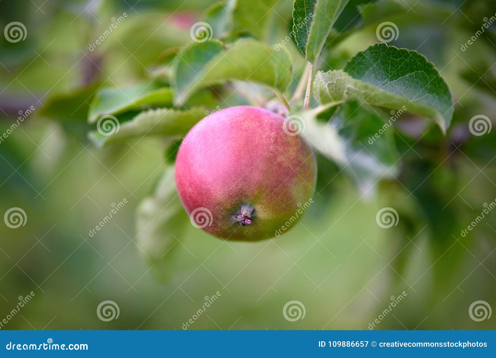Apple, Blur, Bright Picture. Image: 109886657