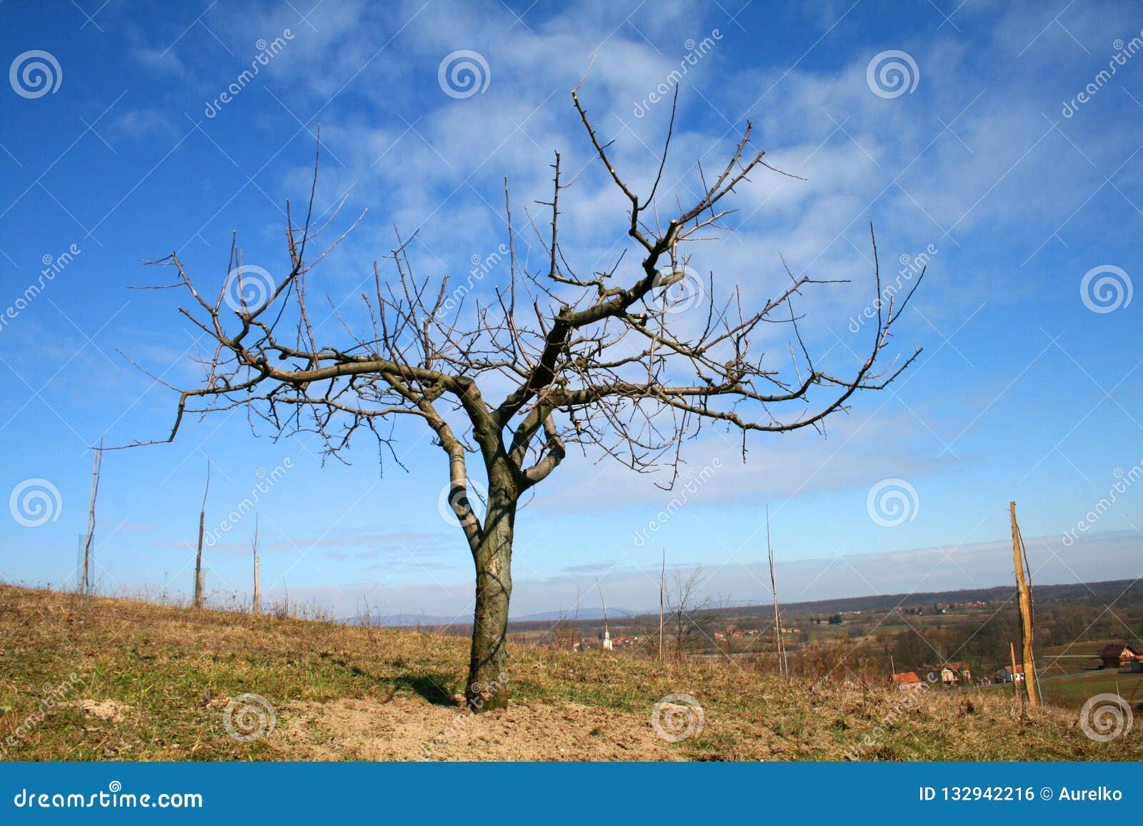 Apple-boom 0563 stock foto. Image of nanometer, seizoen - 132942216