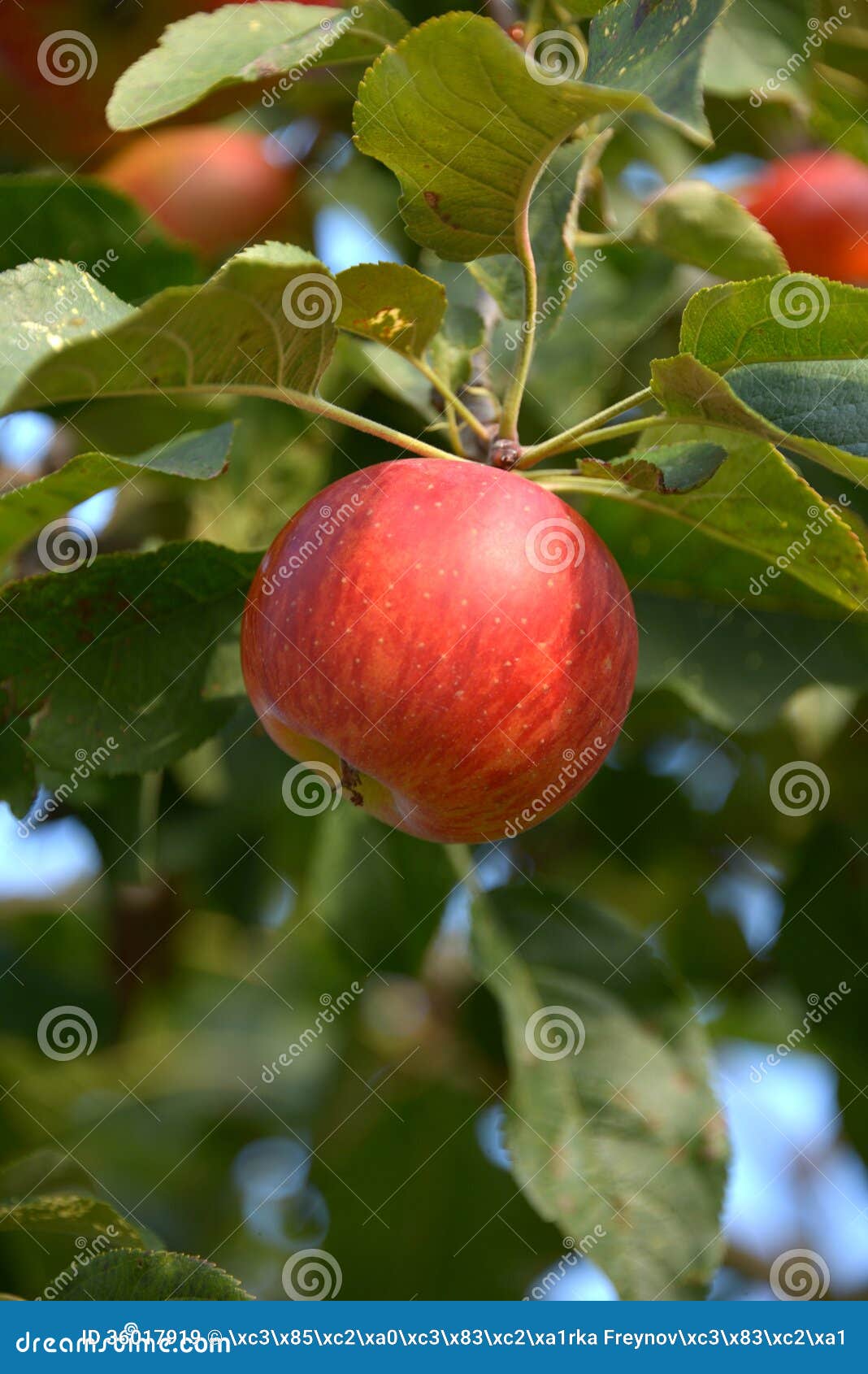 Apple-boom stock afbeelding. Image of vrucht, gezond - 36017919