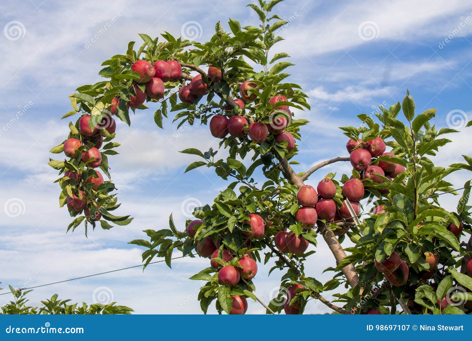 Apple-boom in Appelboomgaard in Upstate NY Stock Afbeelding - Image of ...