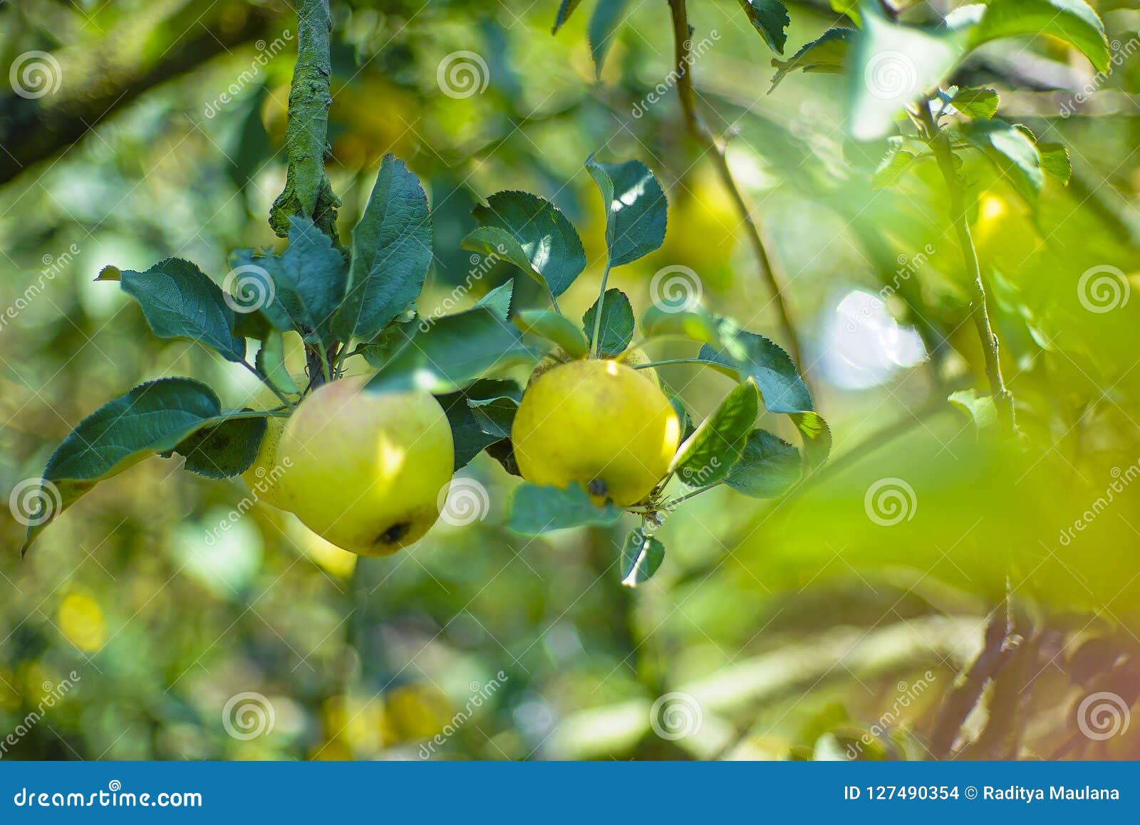 Apple-Boom in Batu Malang stock foto. Image of vers - 127490354